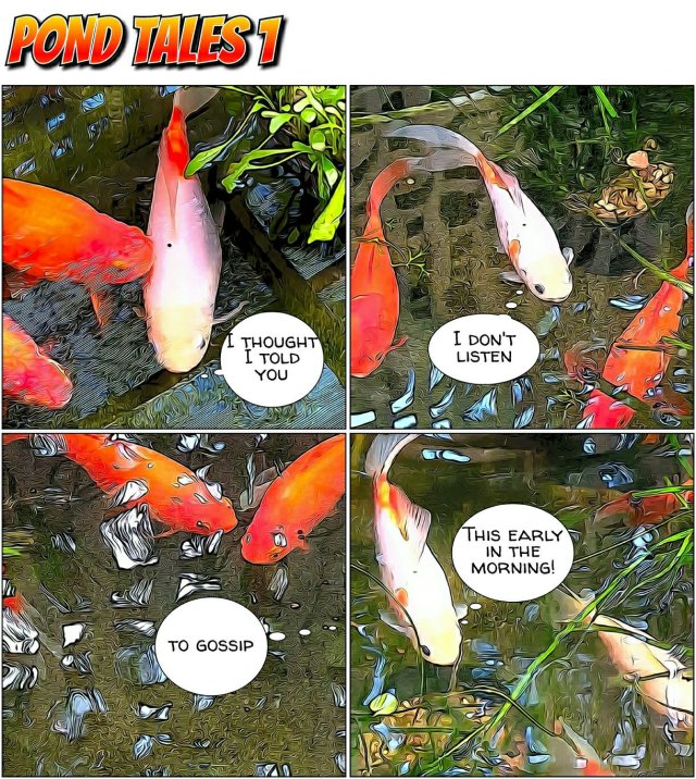 Fish Comics – Princess Aurora Pond Fish
